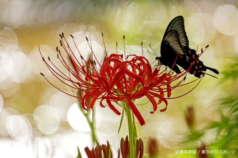 フォトサービス 彩 ～首都圏の四季を訪ねて 2022年9月18日 深紅に引かれて 巾着田のヒガンバナ(埼玉県日高市) 【サイズ：2L／B5／A4】 | 東京新聞オフィシャルショップ