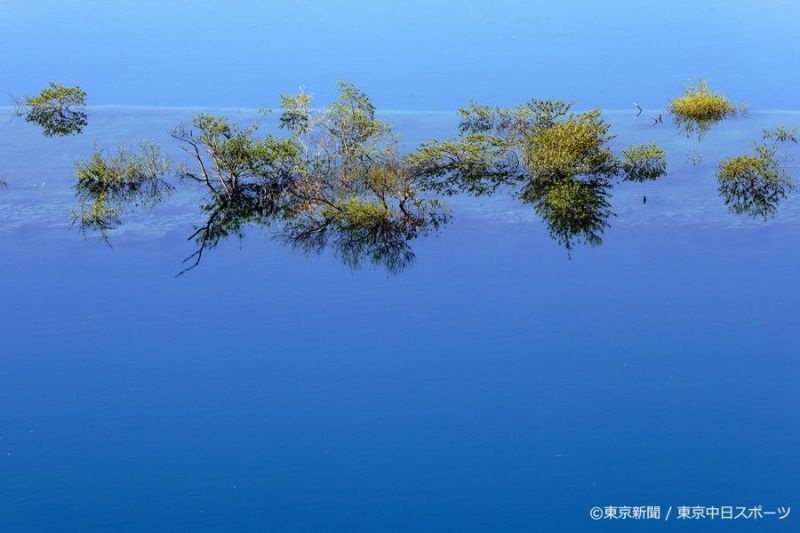 フォトサービス 彩 ～首都圏の四季を訪ねて 2023年5月21日 奥四万湖の水没林(群馬県中之条町) 【サイズ：2L／B5／A4】 | 東京新聞オフィシャルショップ